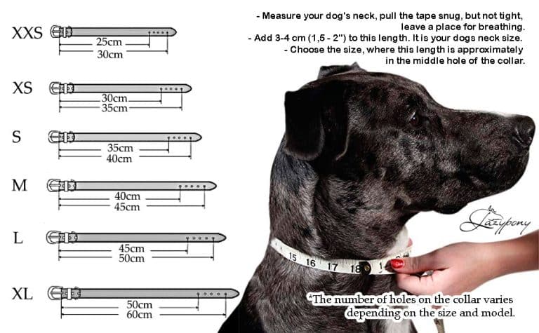 How to properly fit a dog collar. Guide