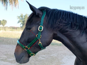 How to fit a horse halter correctly?