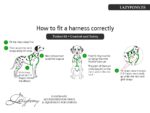 How to choose the right harness for your dog